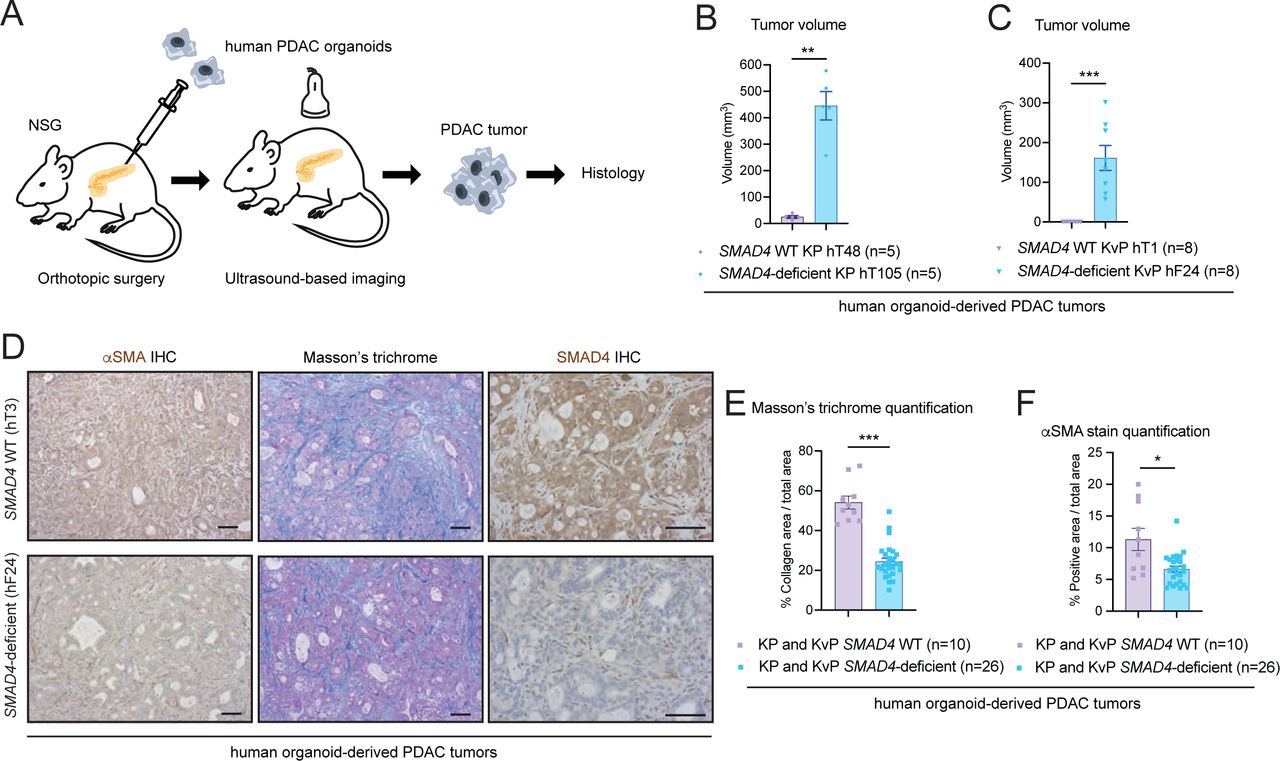 Smad4 | Santa Cruz Biotechnology | Bioz