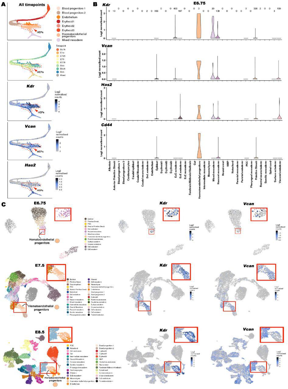 Biotinylated Hyaluronan Binding Protein Habp | Millipore | Bioz