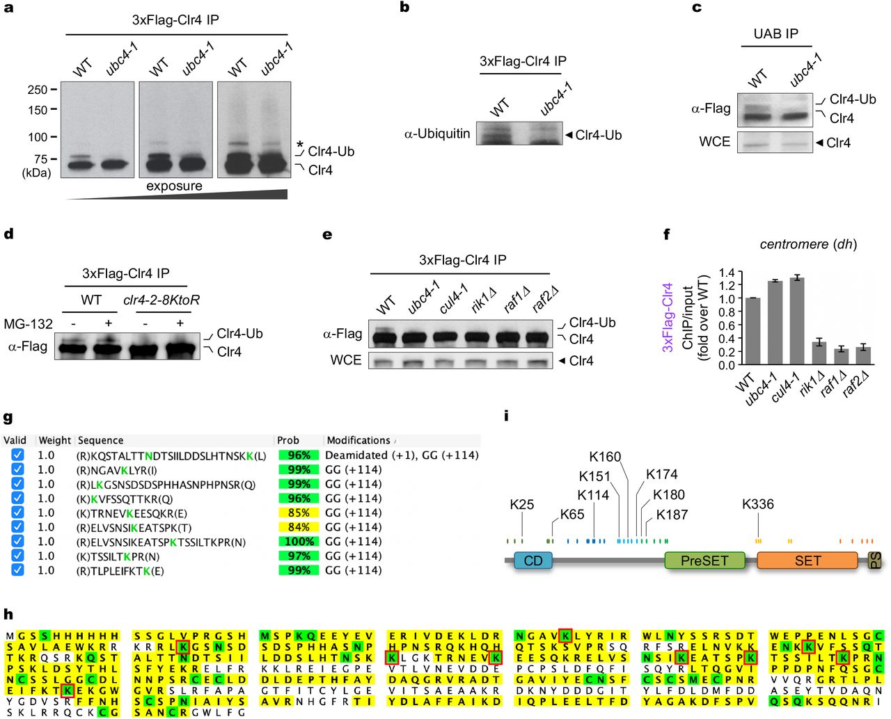 Ubiquitin Mix | R&D Systems | Bioz