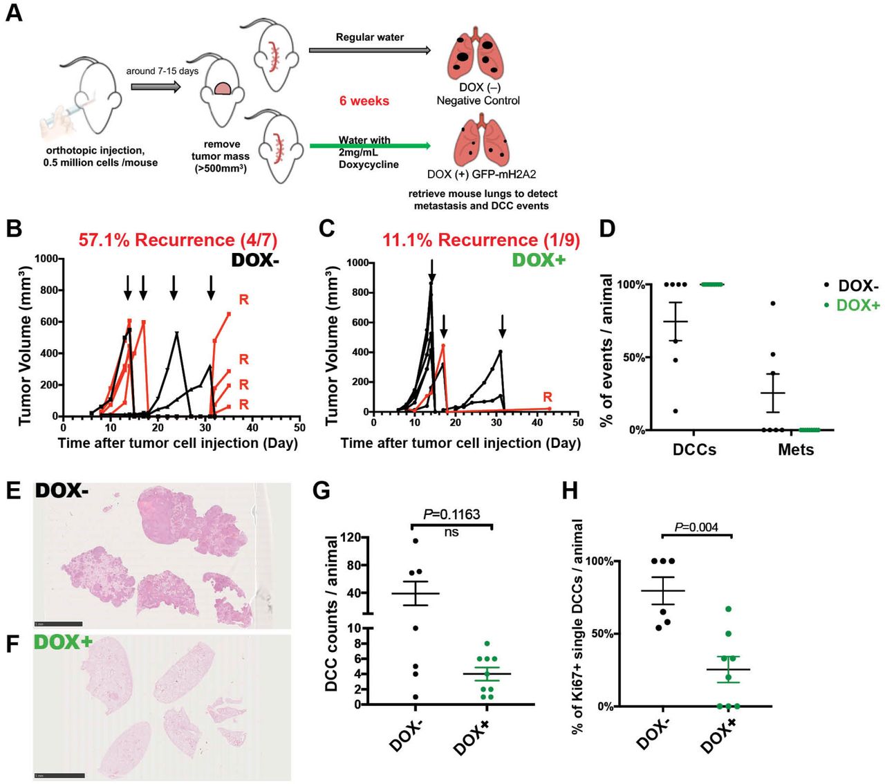 Hep3 Cells | Thermo Fisher | Bioz