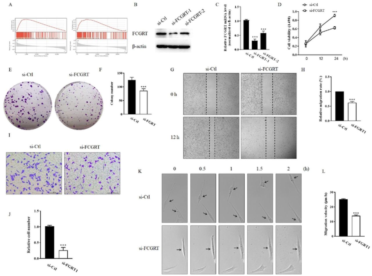 U251 Glioma Cell Line | ATCC | Bioz