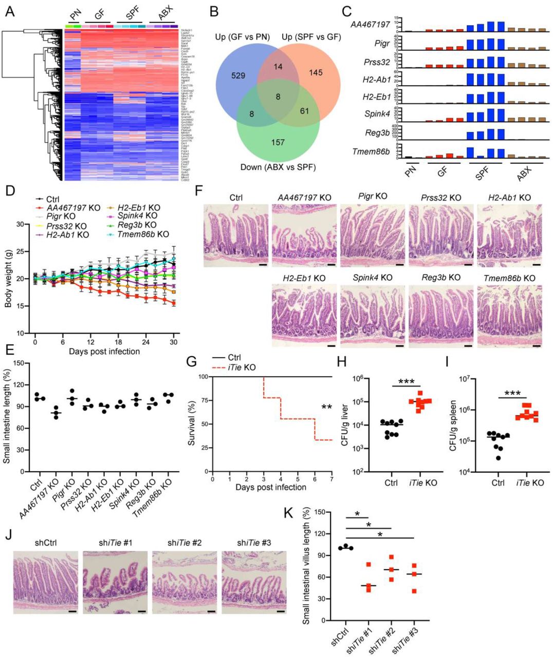 Rosa26 Lsl Cas9 Knockin Mice | The Jackson Laboratory | Bioz