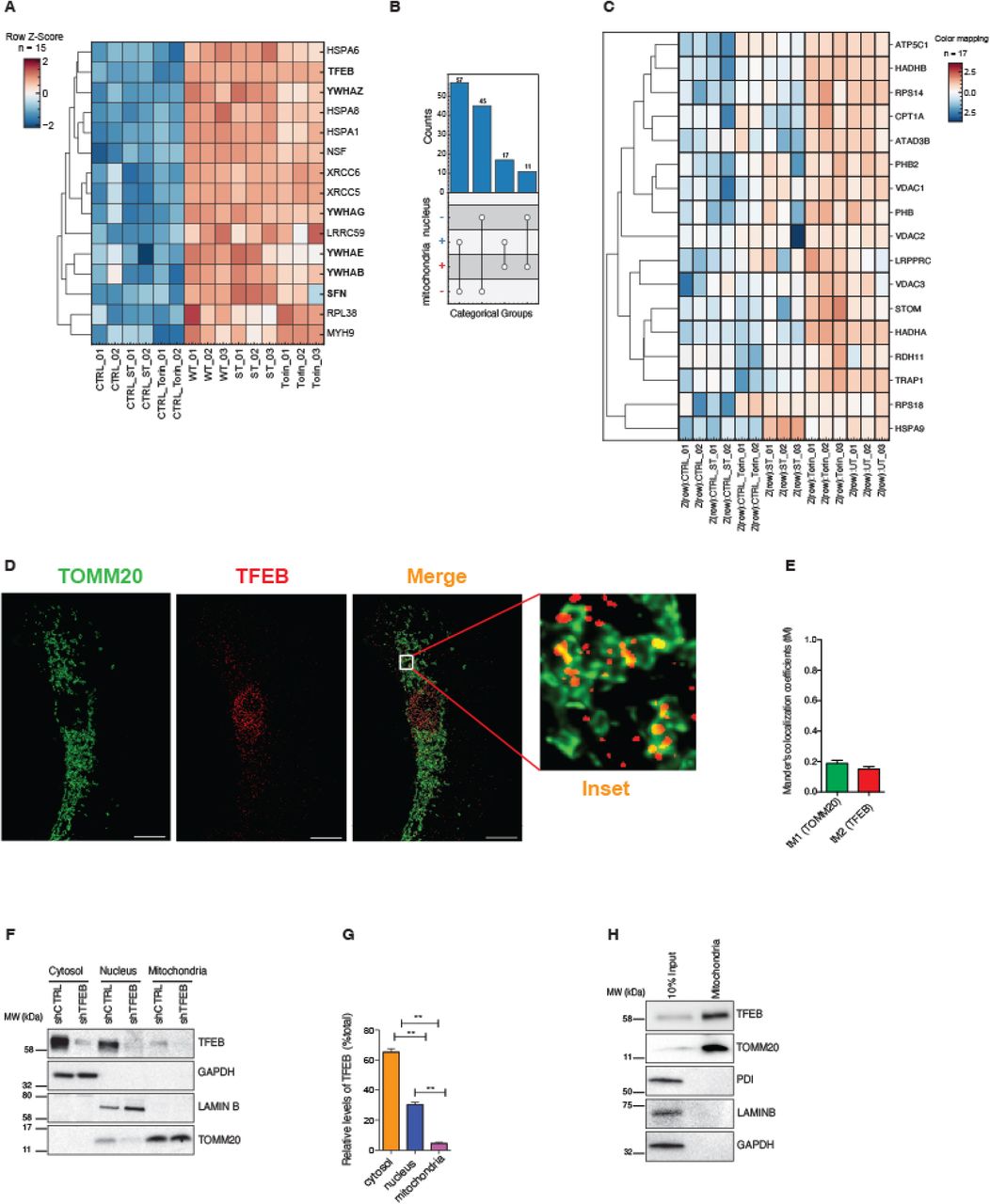 Tfeb | Cell Signaling Technology Inc | Bioz