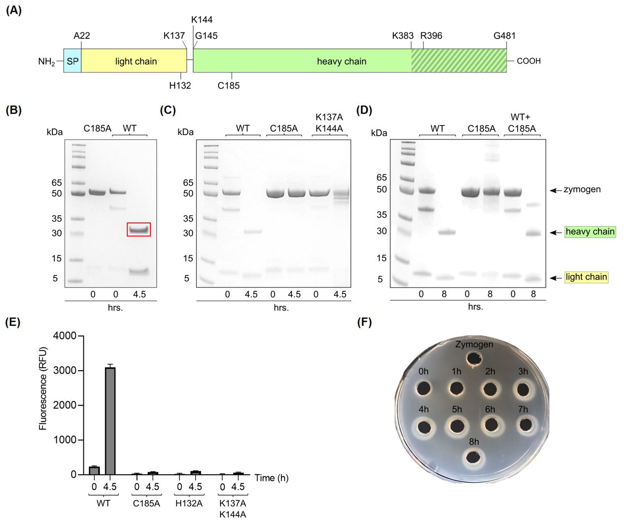 Enzchek Tm Protease Assay Kit | Thermo Fisher | Bioz