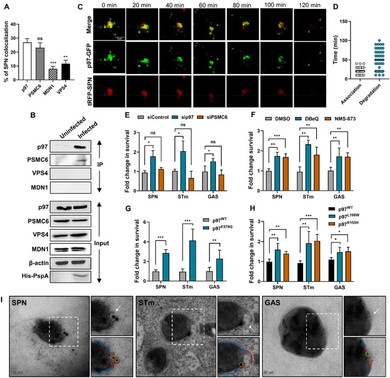 Cervical Adenocarcinoma Hela Cells | ATCC | Bioz