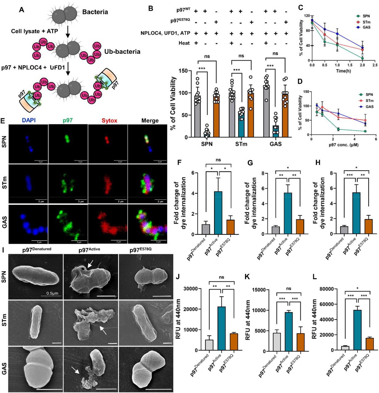 Sytox Orange Dead Cell Stain | Thermo Fisher | Bioz