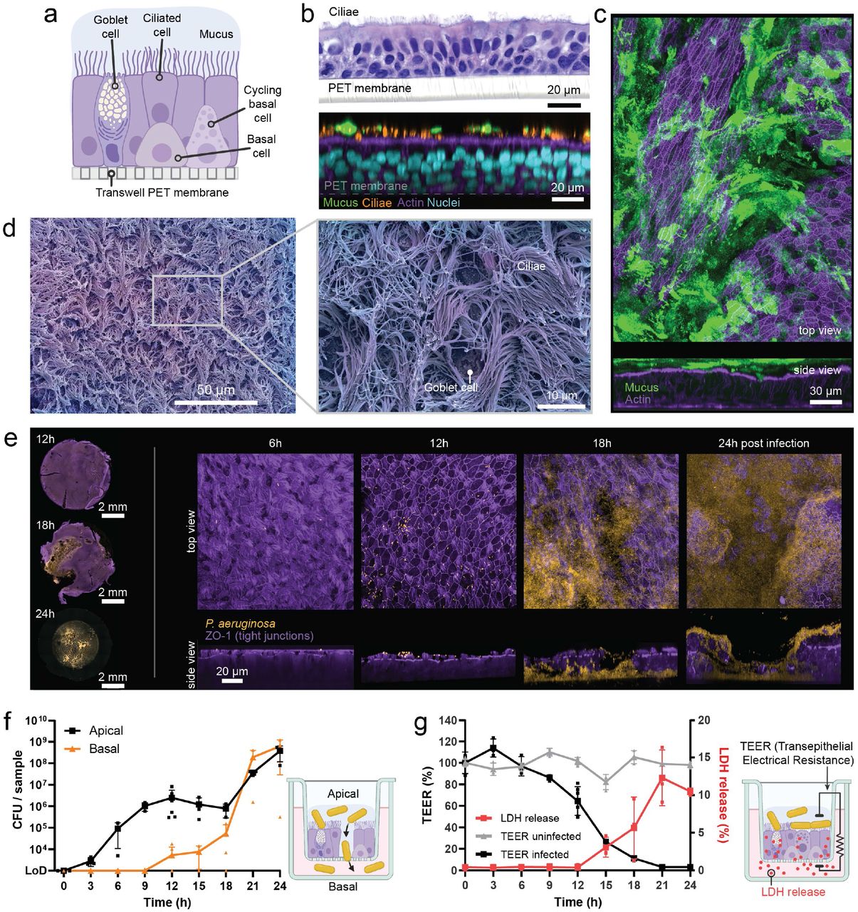 Cellmask Deep Red | Thermo Fisher | Bioz