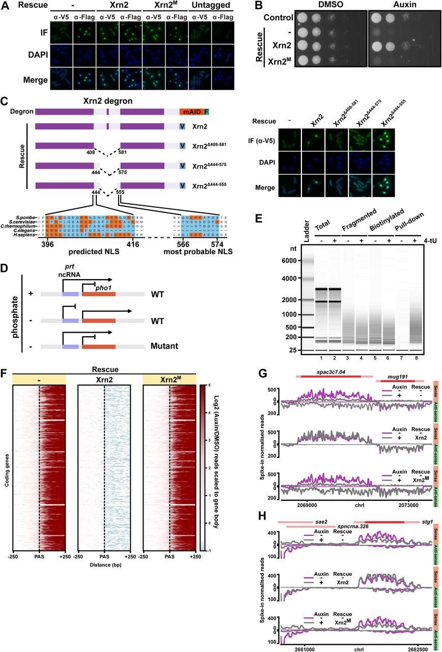 Rna Processing | Thermo Fisher | Bioz