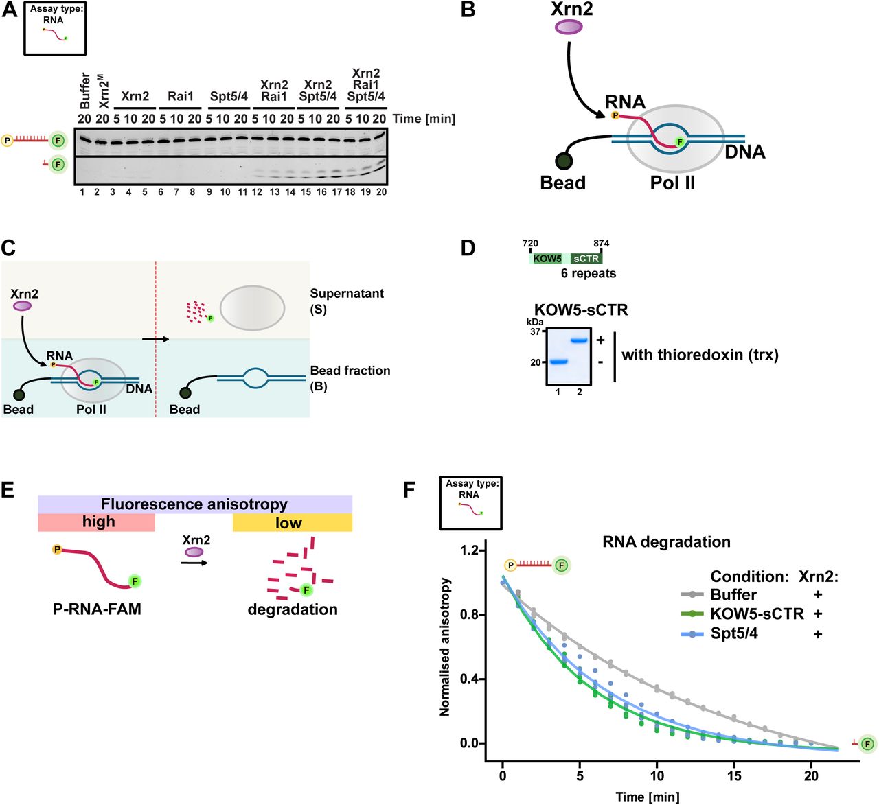Rna Processing | Thermo Fisher | Bioz