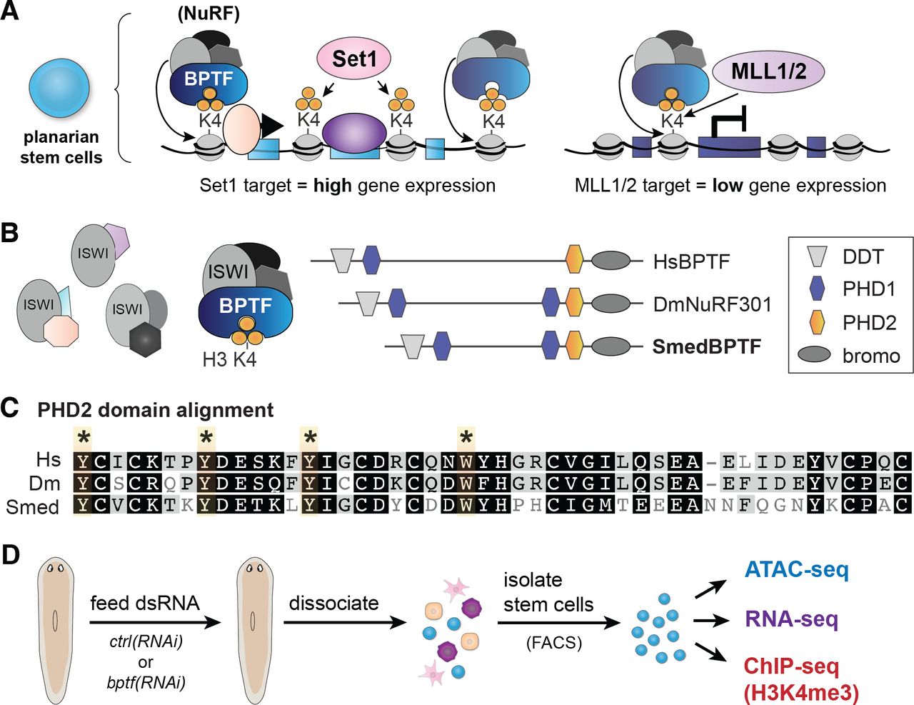 H3k4me3 | Cell Signaling Technology Inc | Bioz