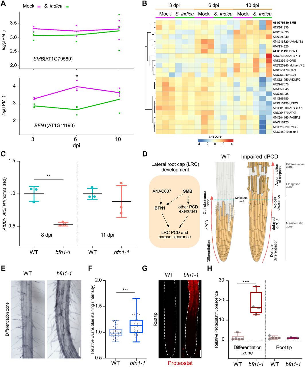 Proteostat Aggresome Detection Kit | Enzo Life Sciences | Bioz