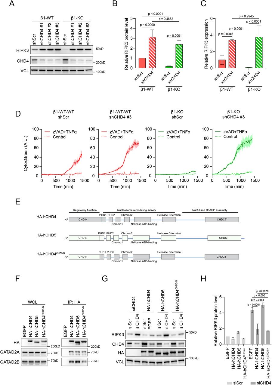 Scramble Shrna | Addgene Inc | Bioz
