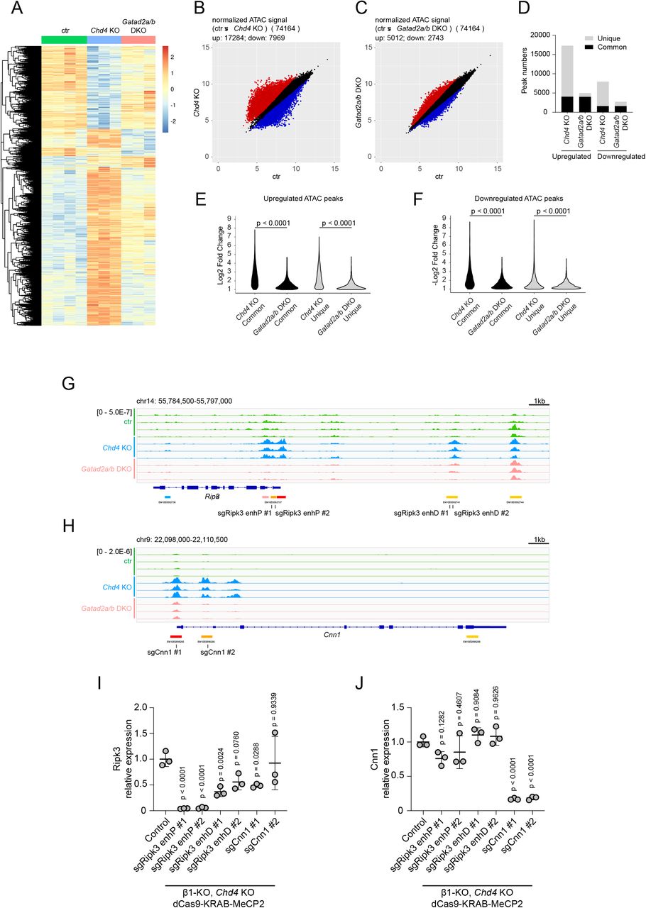 Piggy Bac Plasmid Encoding Dcas9 Krab Mecp2 | Addgene inc | Bioz