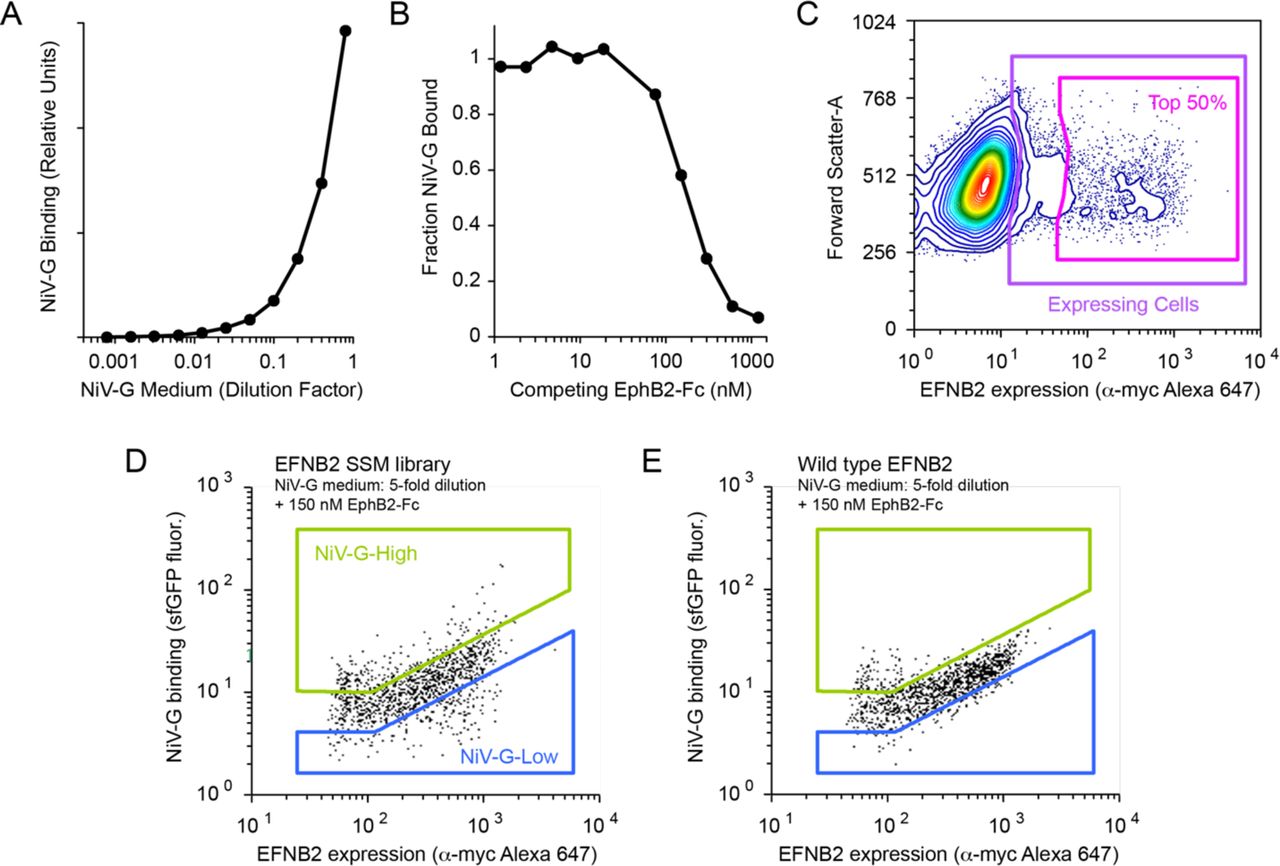 Expi293f Cells | Thermo Fisher | Bioz