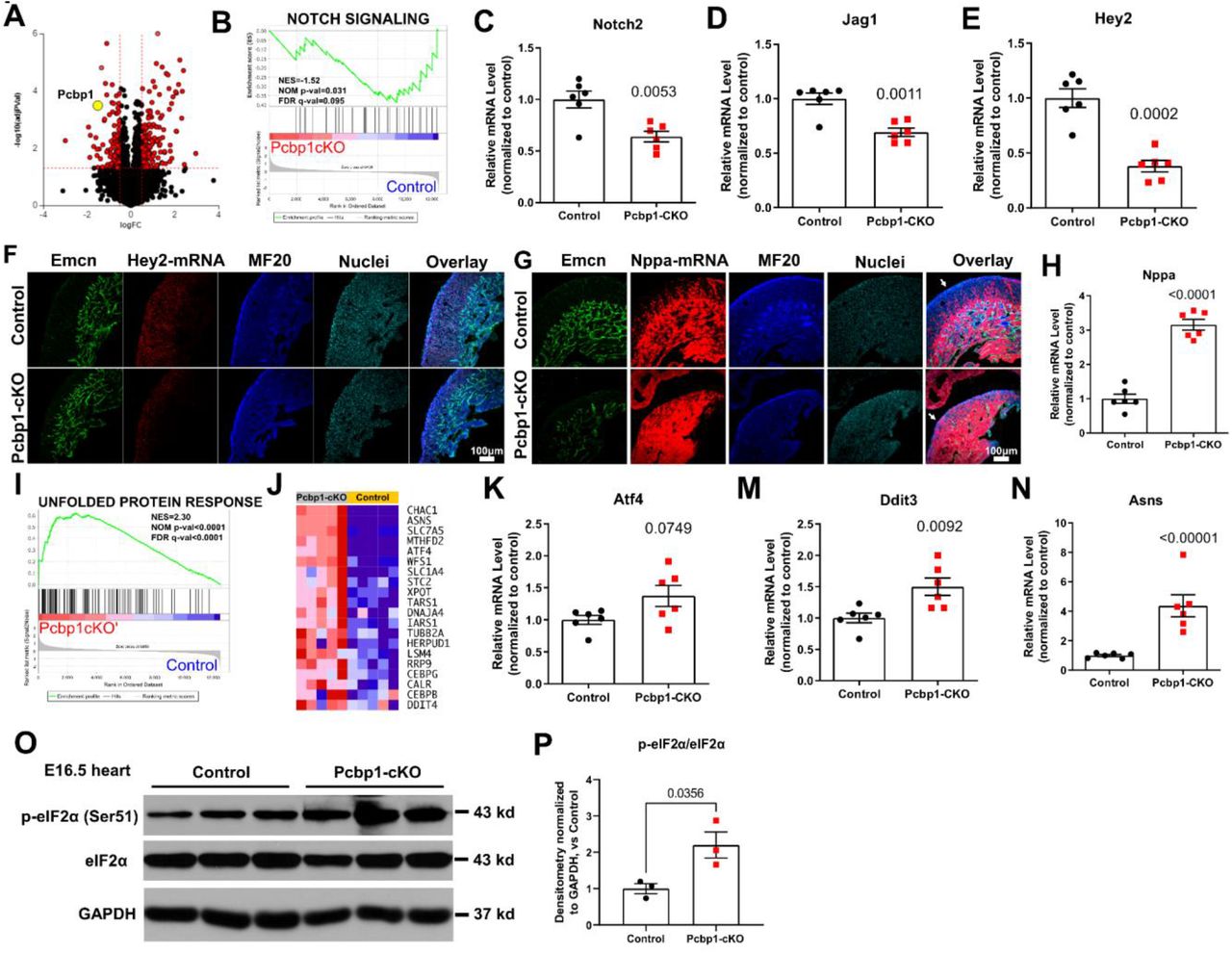 Rnascope Multiplex Fluorescent Reagent Kit V2 | Advanced Cell ...