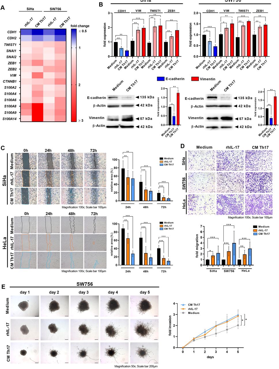 Cervical Carcinoma Cell Lines Sw756 | ATCC | Bioz