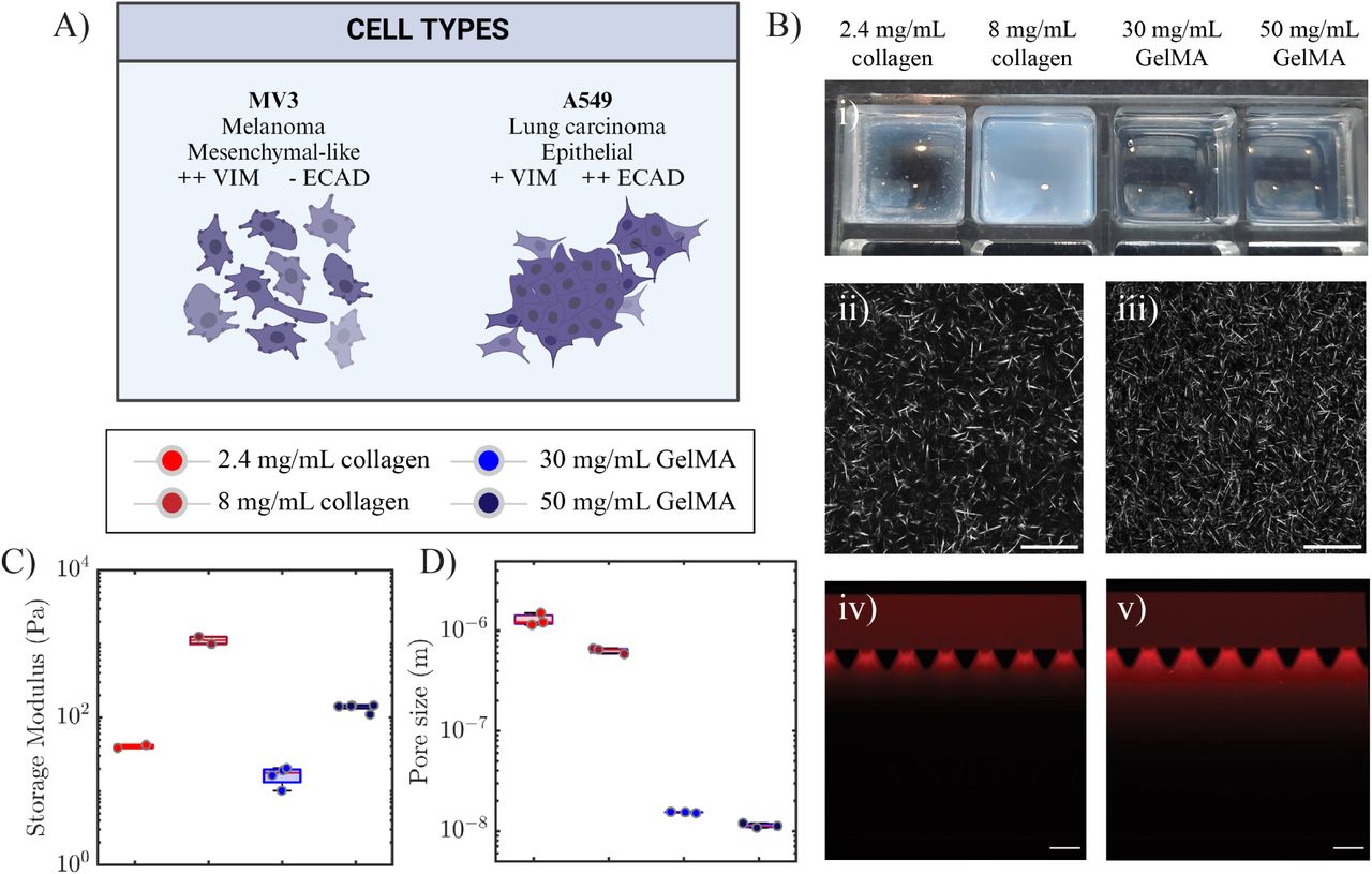 Human Lung Adenocarcinoma A549 Cells | ATCC | Bioz
