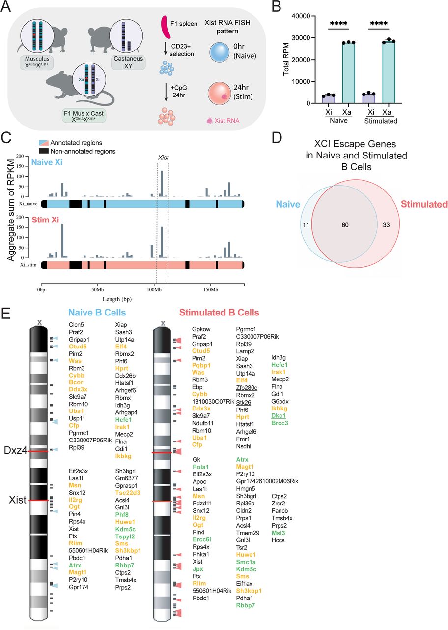 F1 Mice | Thermo Fisher | Bioz
