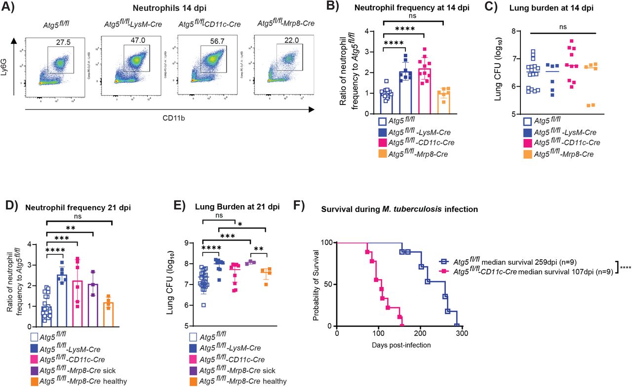 Log Rank Mantel Cox Survival Test | GraphPad Software Inc | Bioz