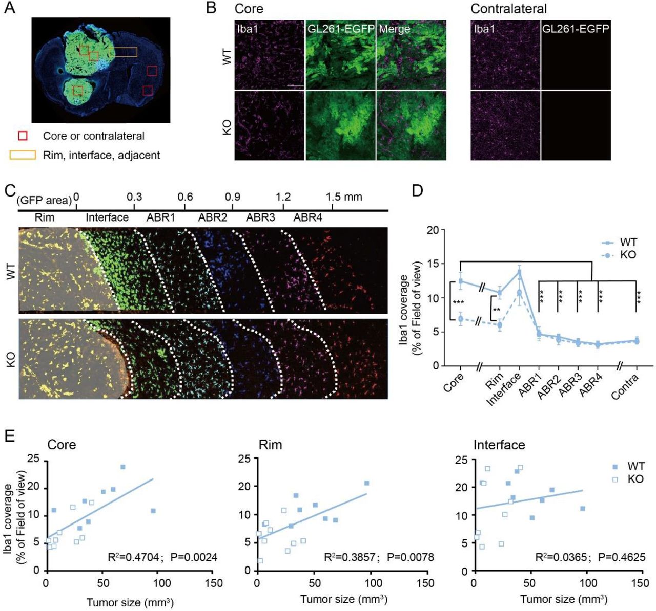 Murine Glioma Gl261 Cells | ATCC | Bioz