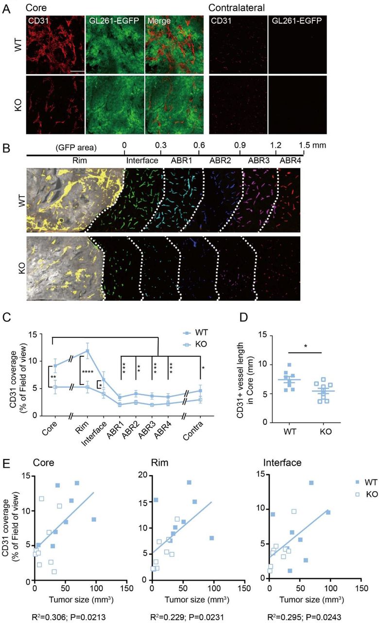 Cell Lines Murine Gl261 Glioma Cells | ATCC | Bioz