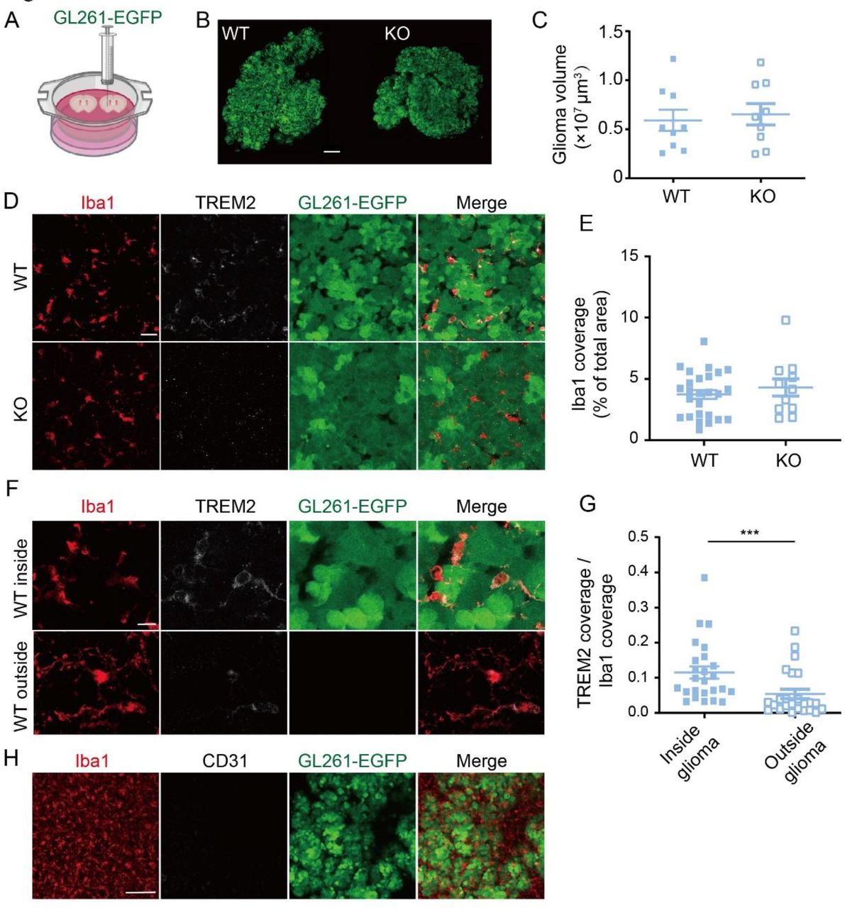 Murine Glioma Cell Line Gl261 | ATCC | Bioz