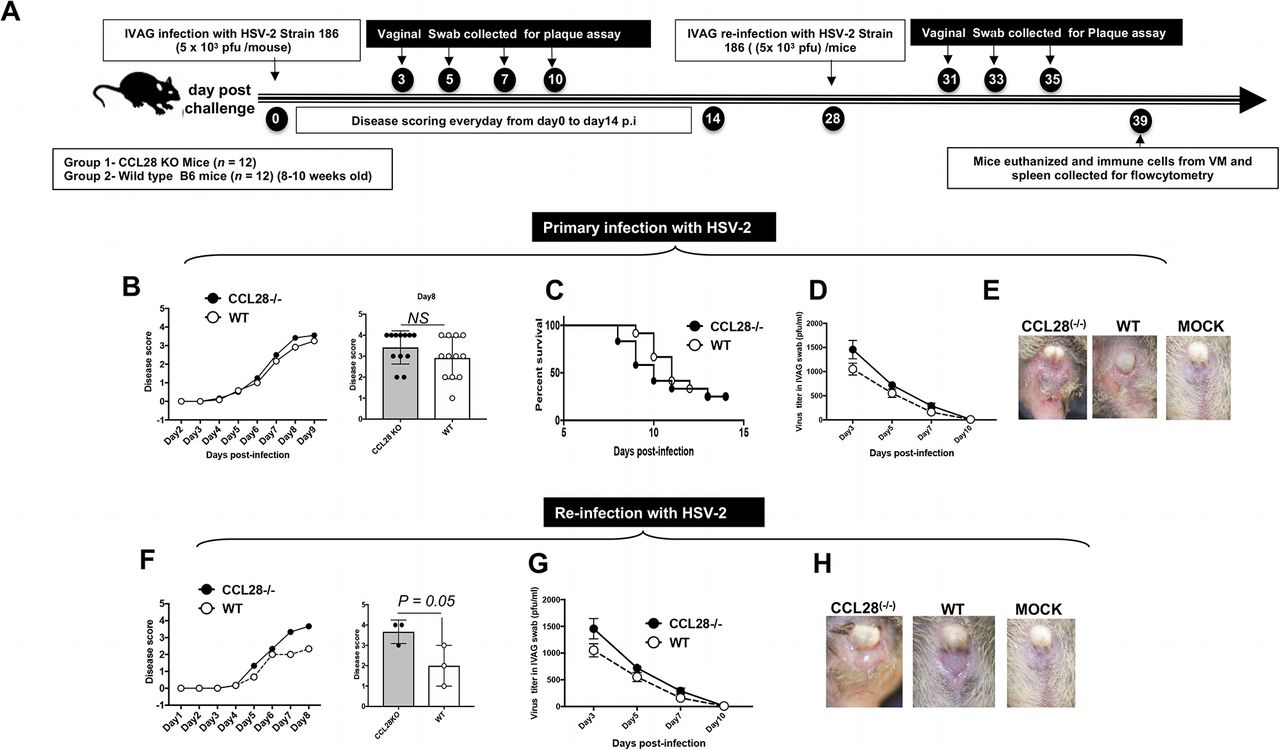 Female C57bl 6 B6 Wild Type Mice | Jackson Laboratory | Bioz