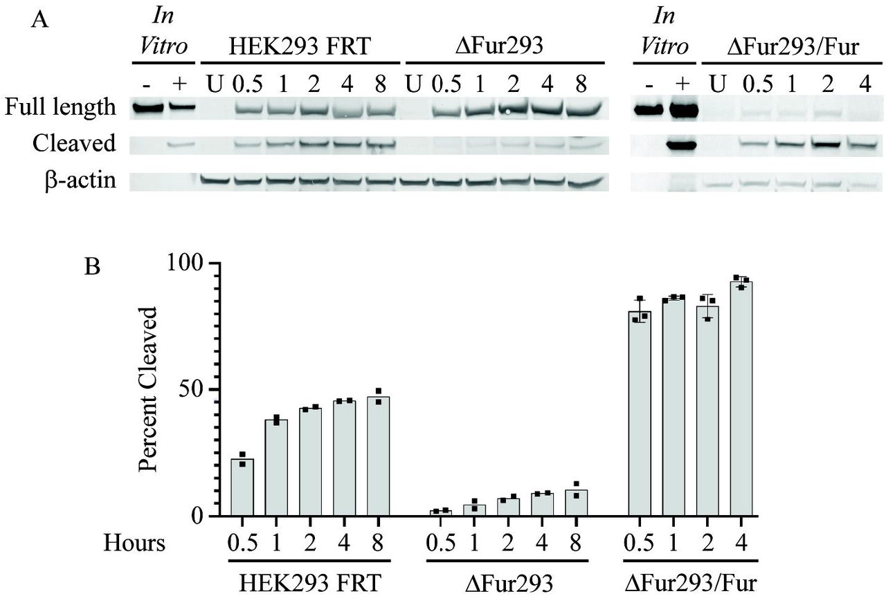 Hek293 Cells | OriGene | Bioz