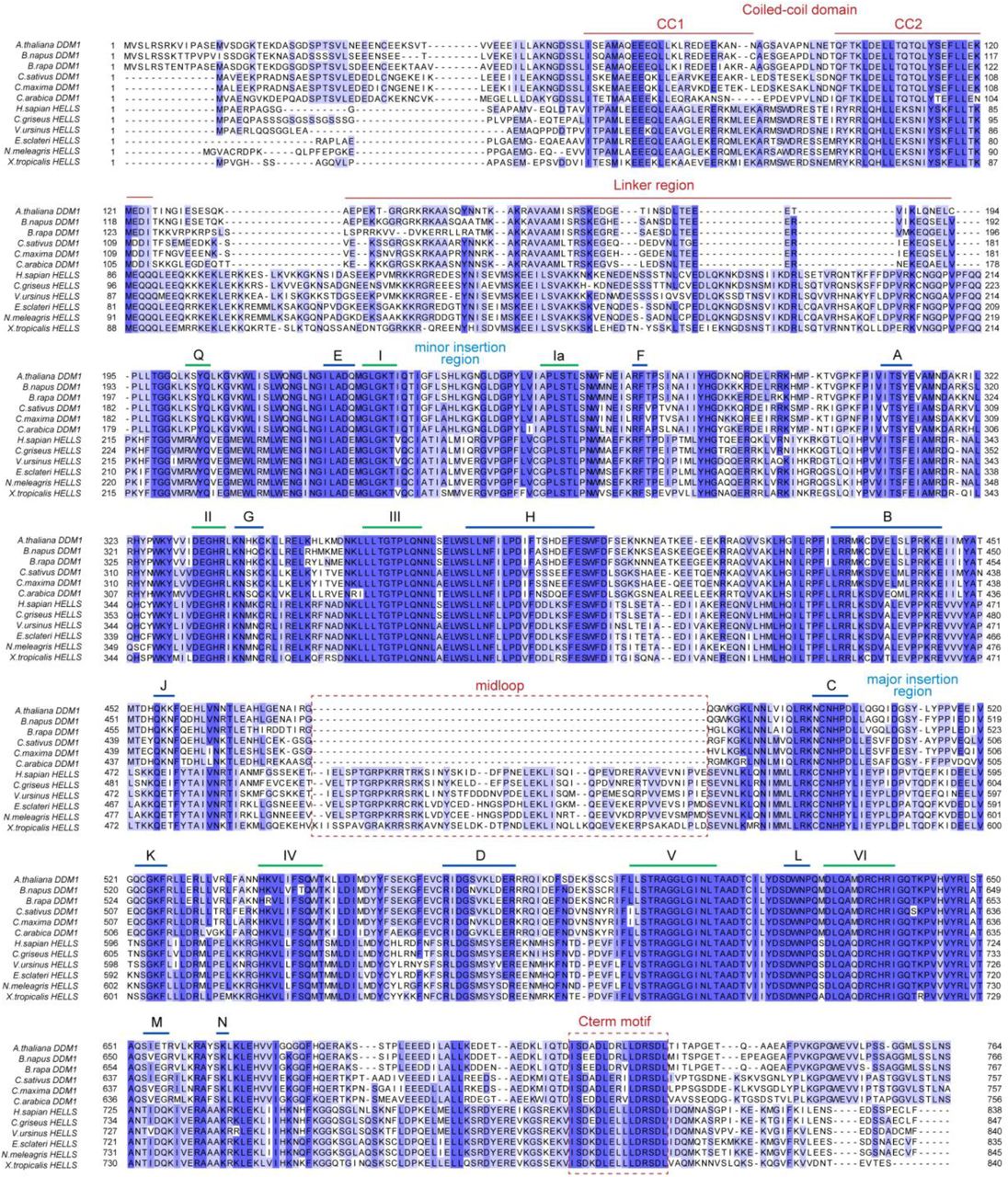 Ddm1 Chromatin Remodeling | Thermo Fisher | Bioz