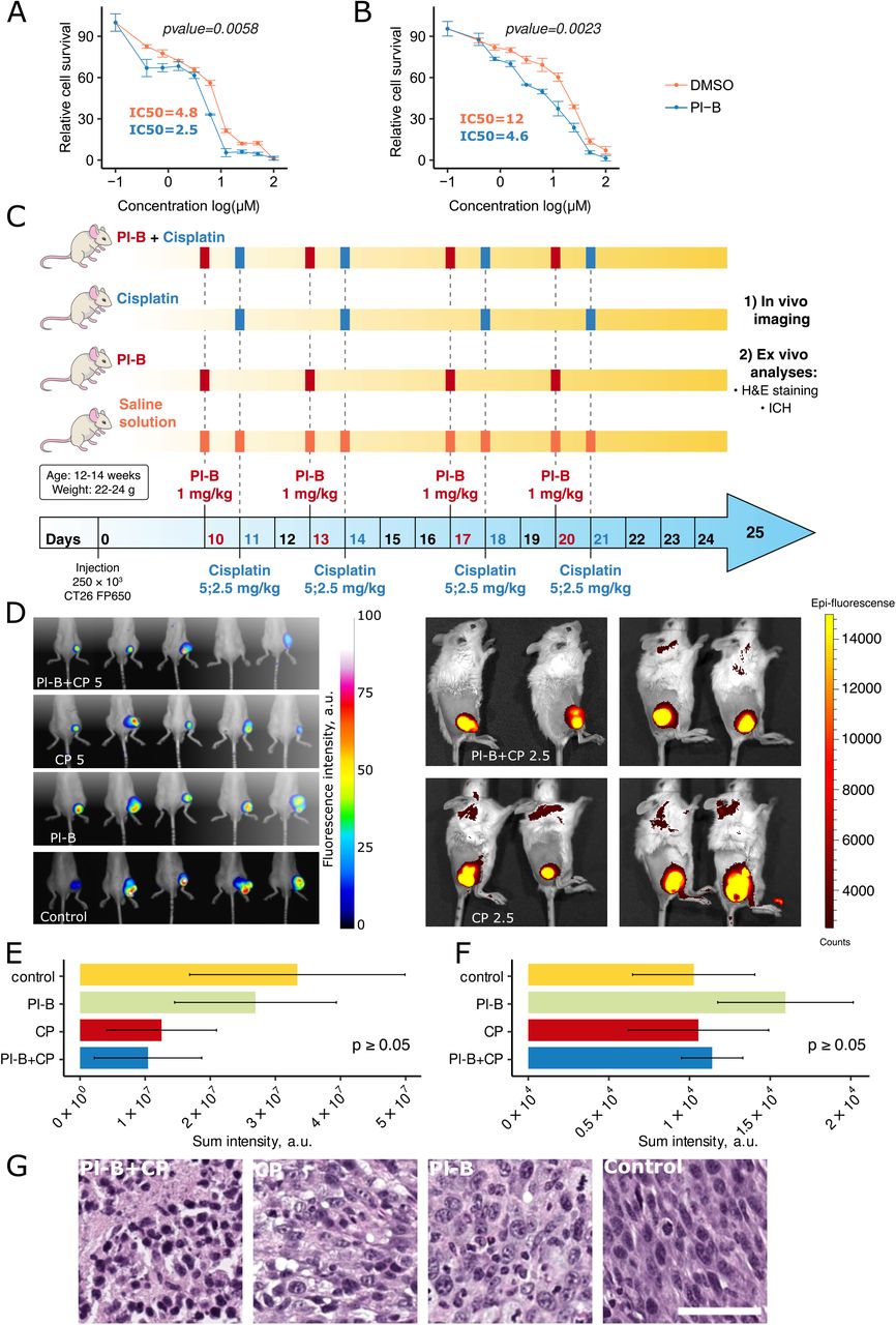 Murine Ct26 Colon Carcinoma Cells | ATCC | Bioz