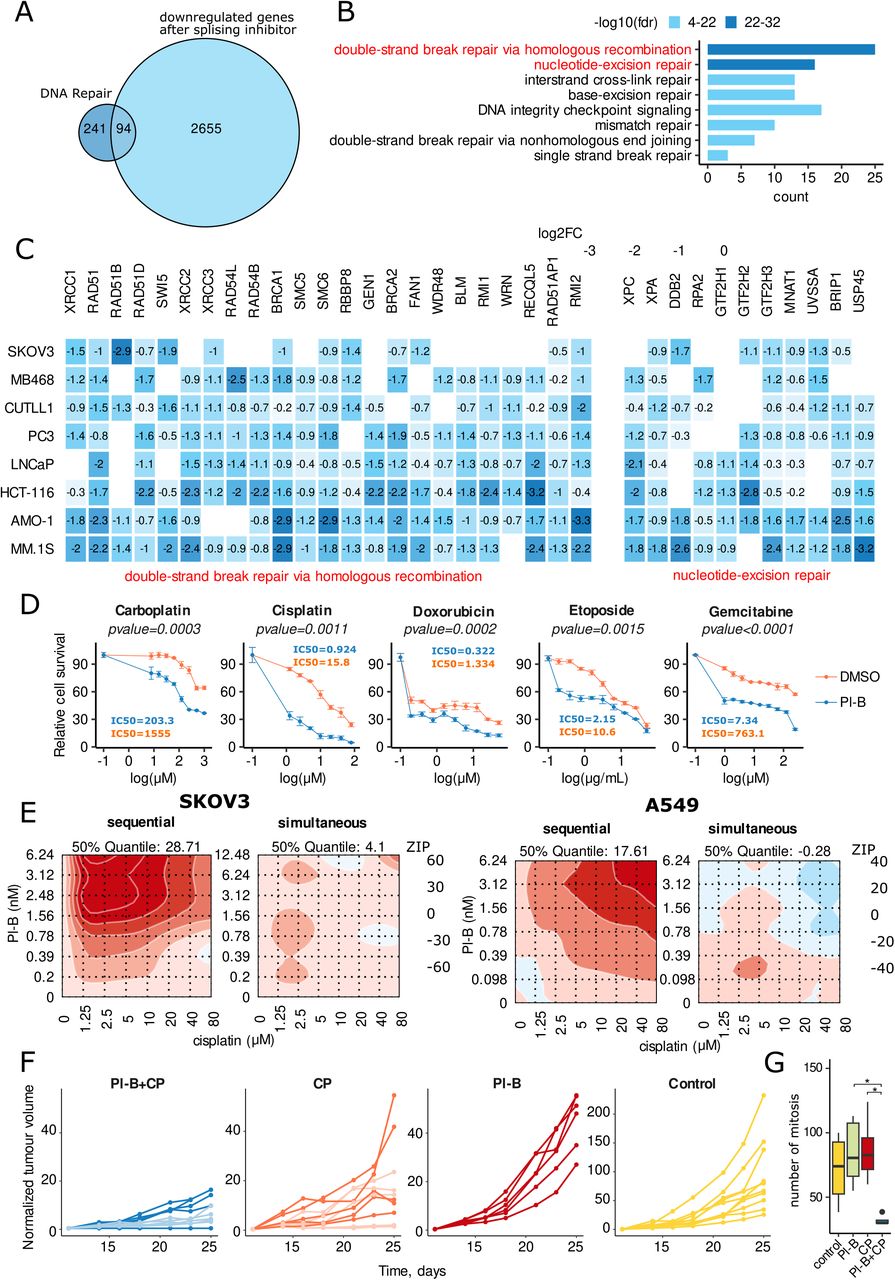 Murine Ct26 Colon Carcinoma Cells | ATCC | Bioz