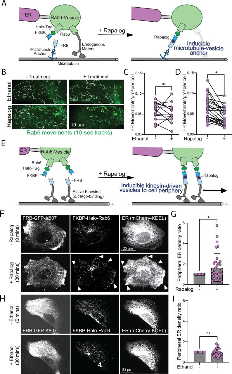 Rapalog | TaKaRa | Bioz