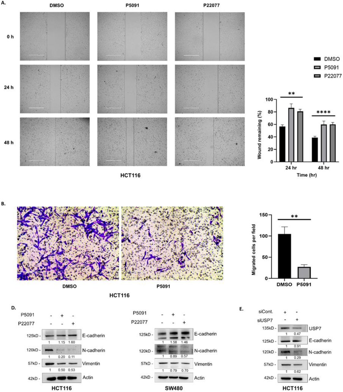 Transwell Culture Inserts | Millipore | Bioz