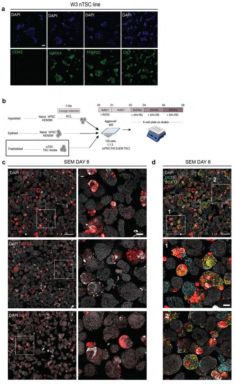 Mouse Monoclonal Cdx2 | Biogenex | Bioz