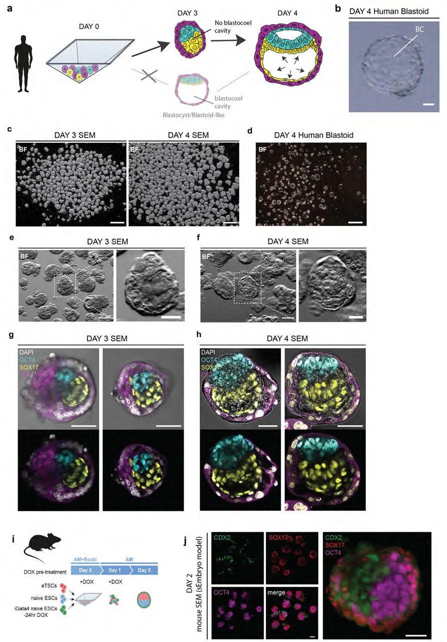 Mouse Monoclonal Cdx2 | Biogenex | Bioz