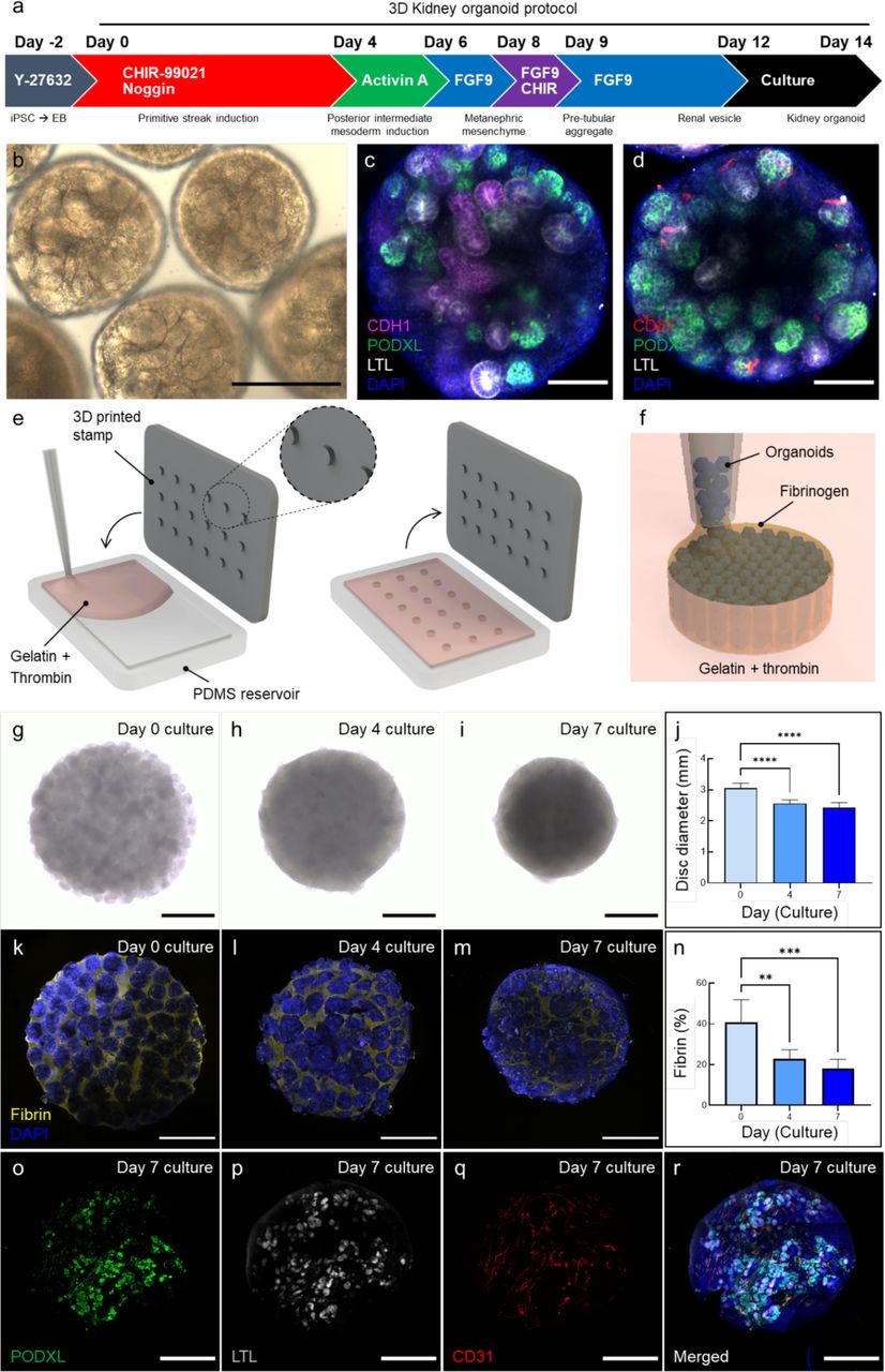 Monoclonal Mouse Anti Human Cd31 Hcd31 Antibody | Agilent technologies ...