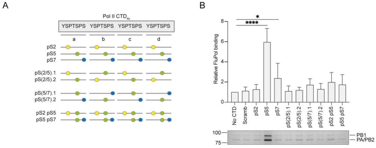 Biotinylated Pol Ii Ctd Mimic Peptide | Thermo Fisher | Bioz