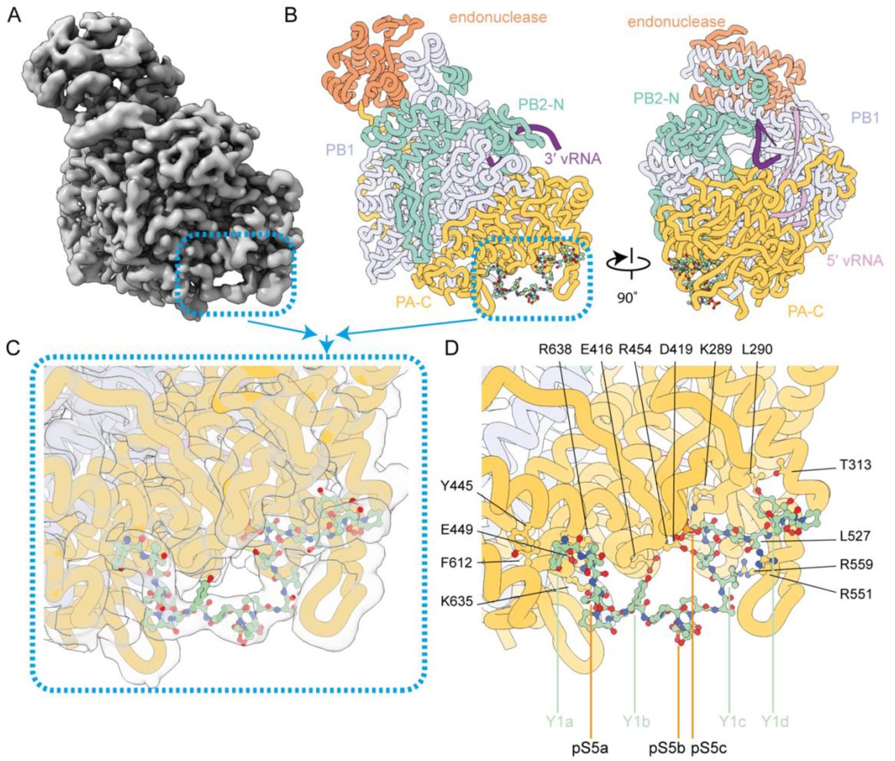 Biotinylated Pol Ii Ctd Mimic Peptide | Thermo Fisher | Bioz