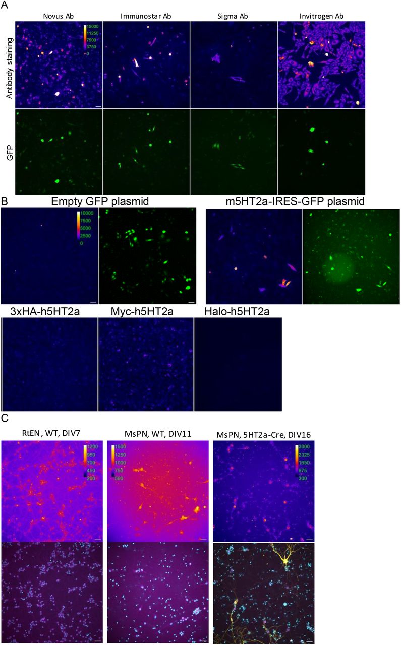 Cho K1 Cell Line | ATCC | Bioz