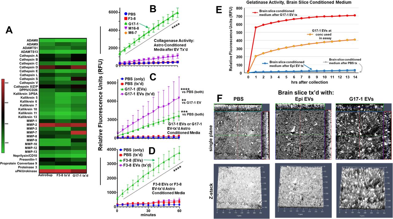 Enzchek Gelatinase Collagenase Assay Kit | Thermo Fisher | Bioz
