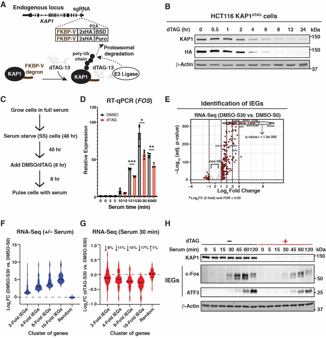 Hct116 Cell Line | ATCC | Bioz
