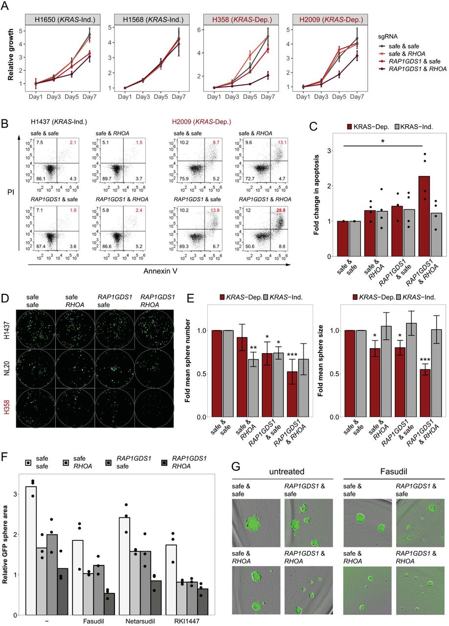 Nci H2009 H2009 Cells | ATCC | Bioz
