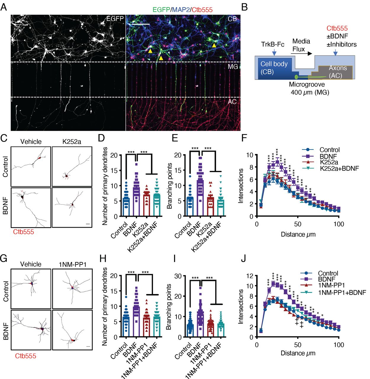 1nm Pp1 | Millipore | Bioz