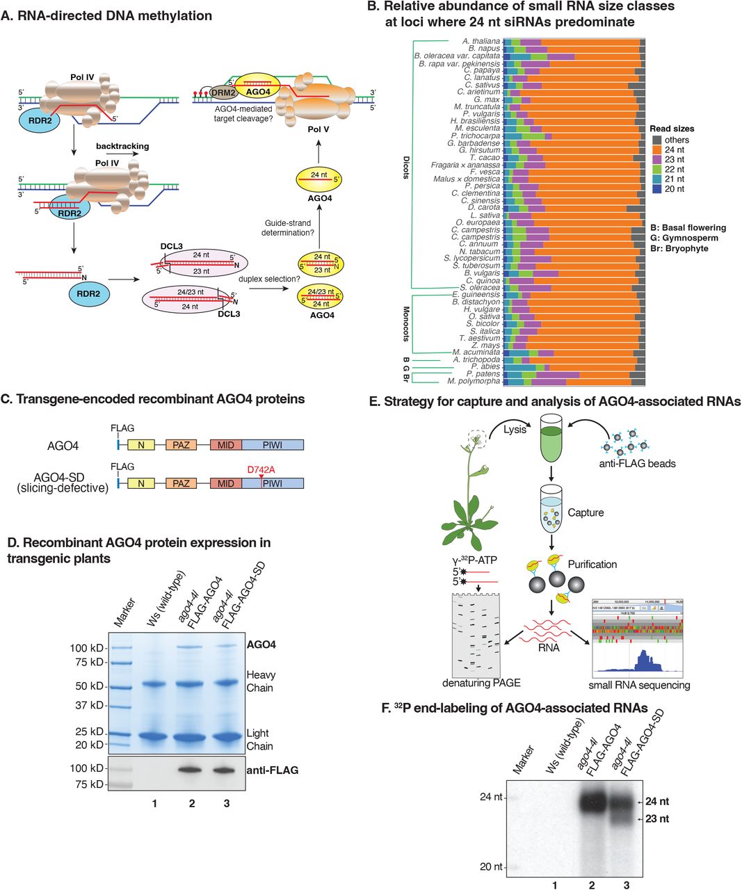 Anti Flag M2 Monoclonal Antibody | Millipore | Bioz