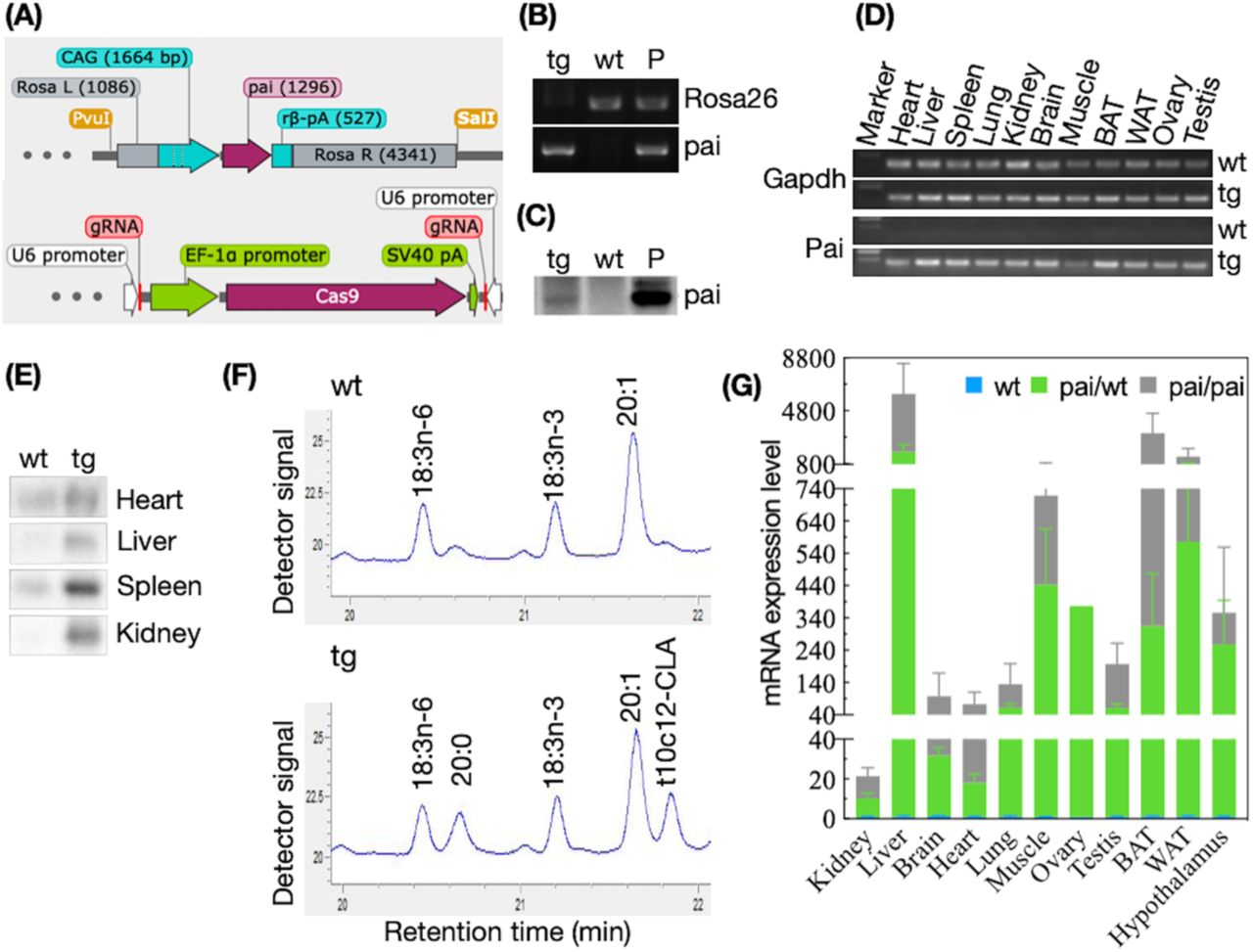 Cag Promoter Sequence | Addgene inc | Bioz