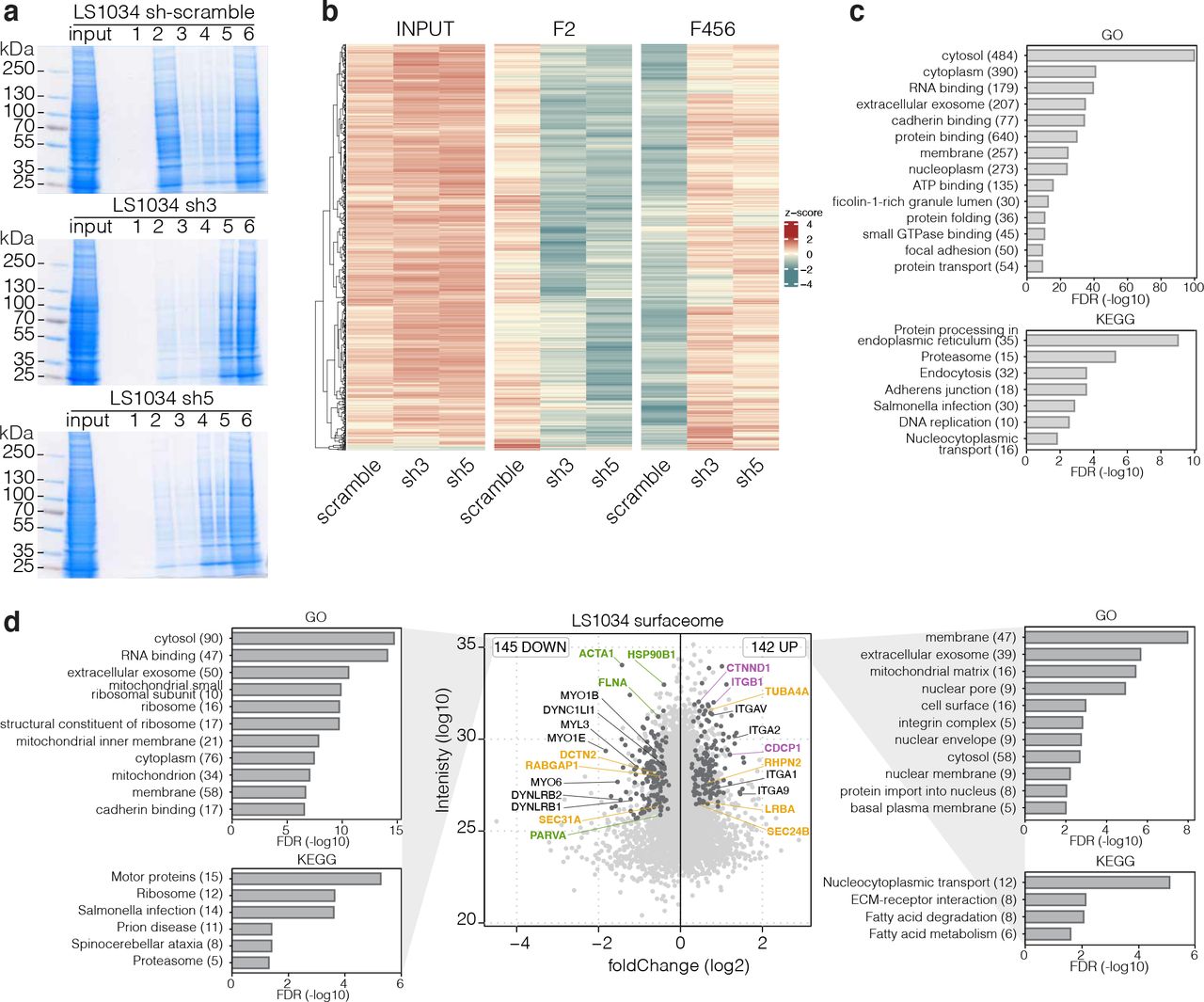 Ls1034 | Atcc | Bioz