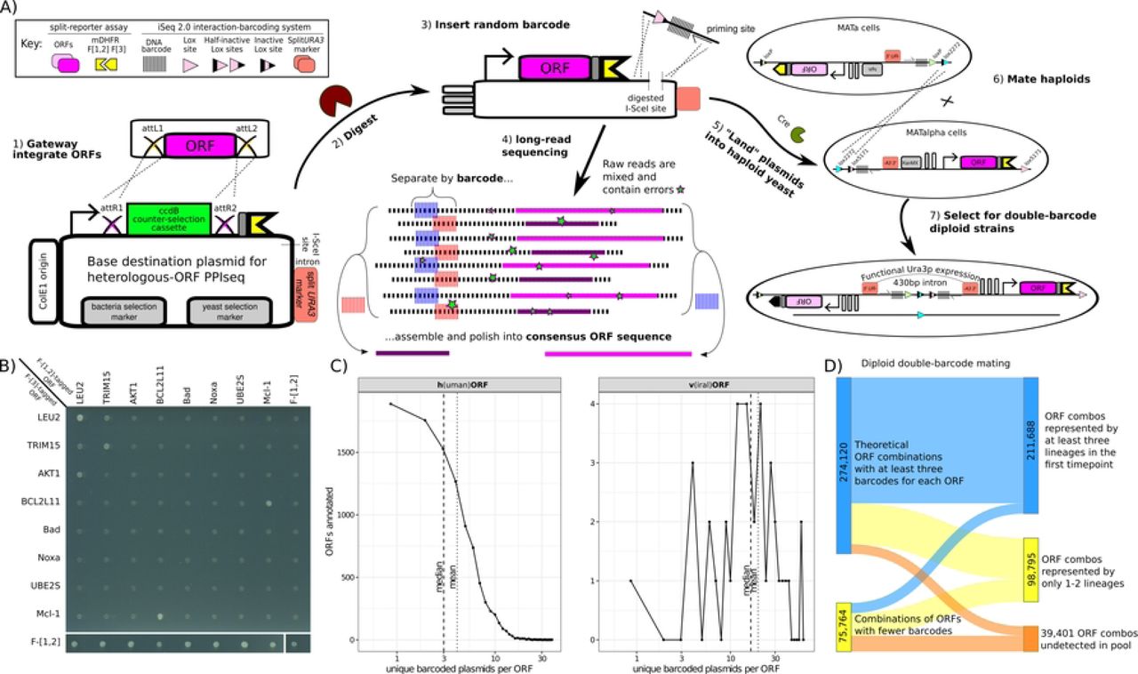 Cre Recombinase | New England Biolabs | Bioz