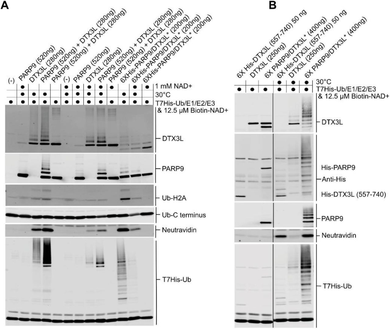 H2a Ub | cell signaling technology inc | Bioz