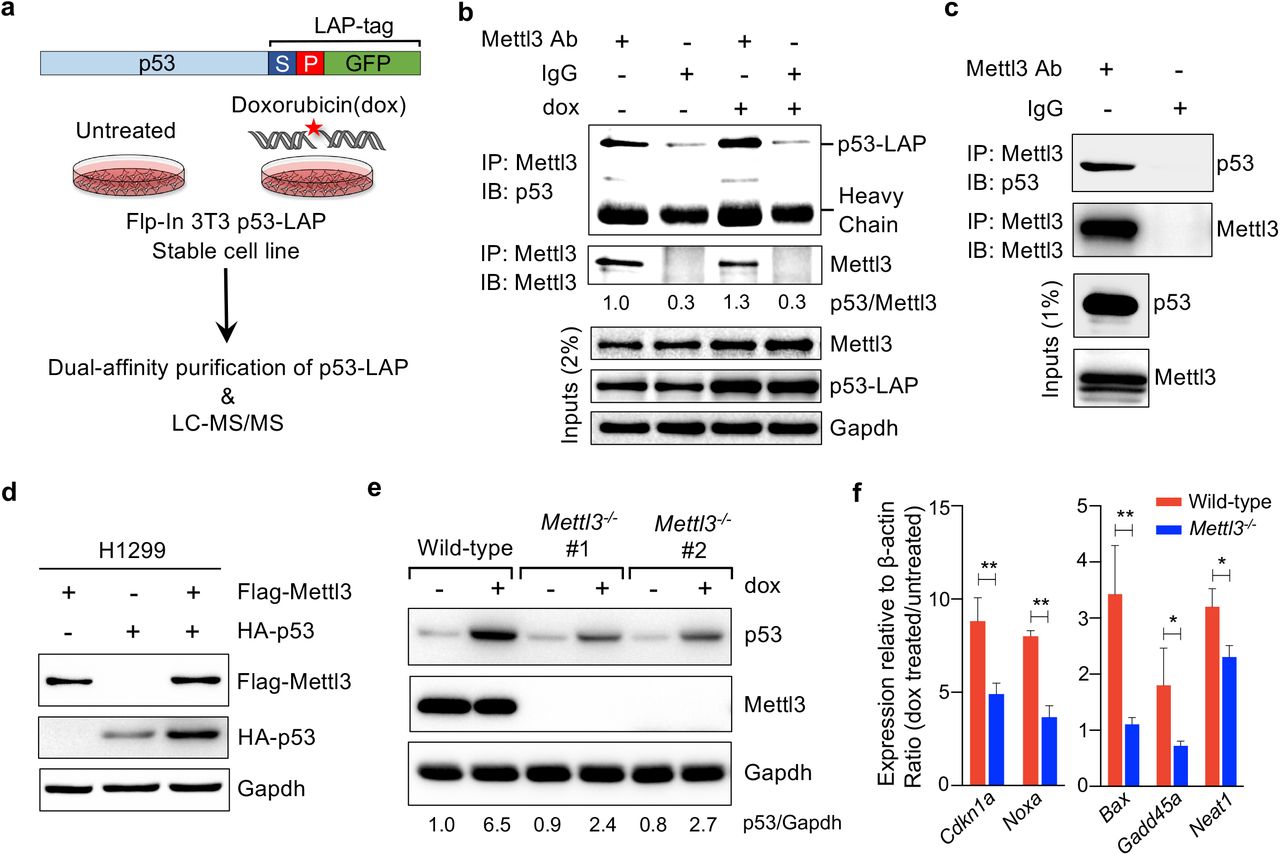 Flp In 3t3 Cells | Thermo Fisher | Bioz
