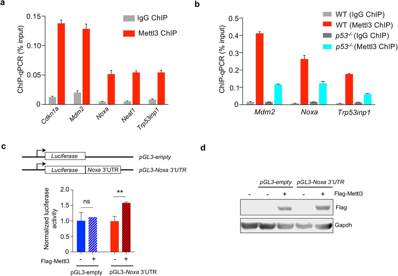 Flp In 3t3 Cells | Thermo Fisher | Bioz